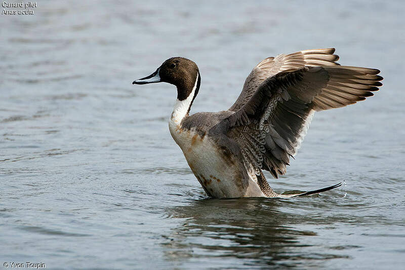 Canard pilet mâle - yvto70179