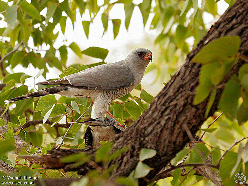 Gabar Goshawk - Micronisus gabar male adult - yvlh43880