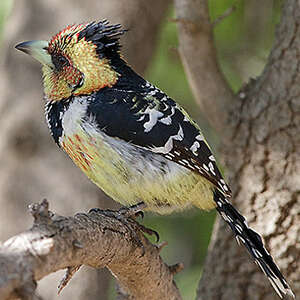 Lybiidae - Oiseaux.net - birds